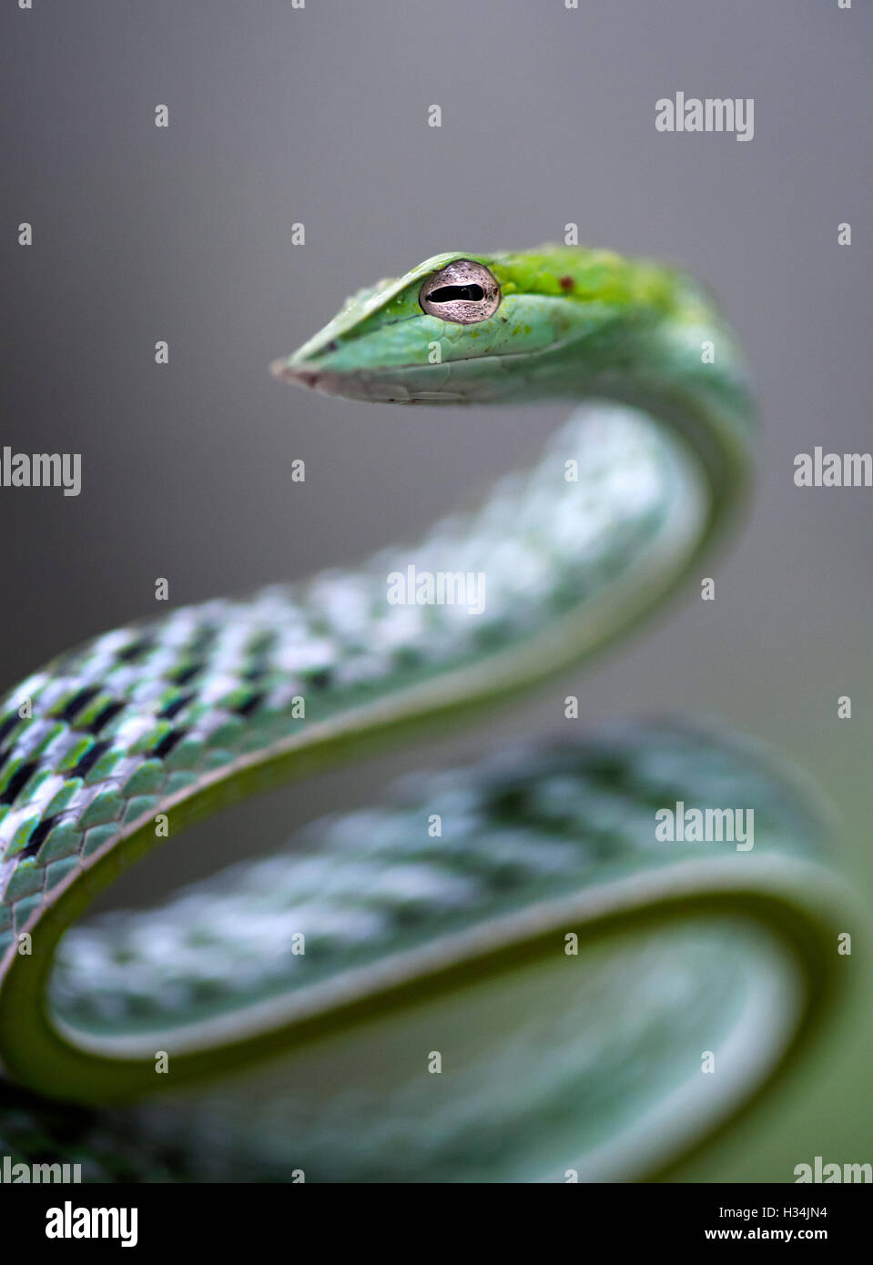 The image of Green Whip Snake( Hierophis viridiflavus) at matheran ...