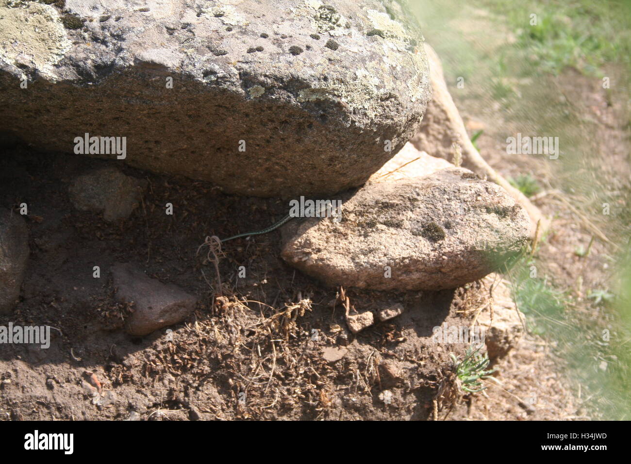 A small lizard, hiding on the rocks Stock Photo - Alamy