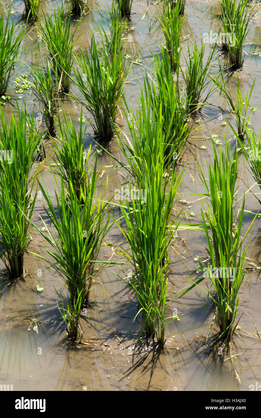 Well grown rice field hi-res stock photography and images - Alamy
