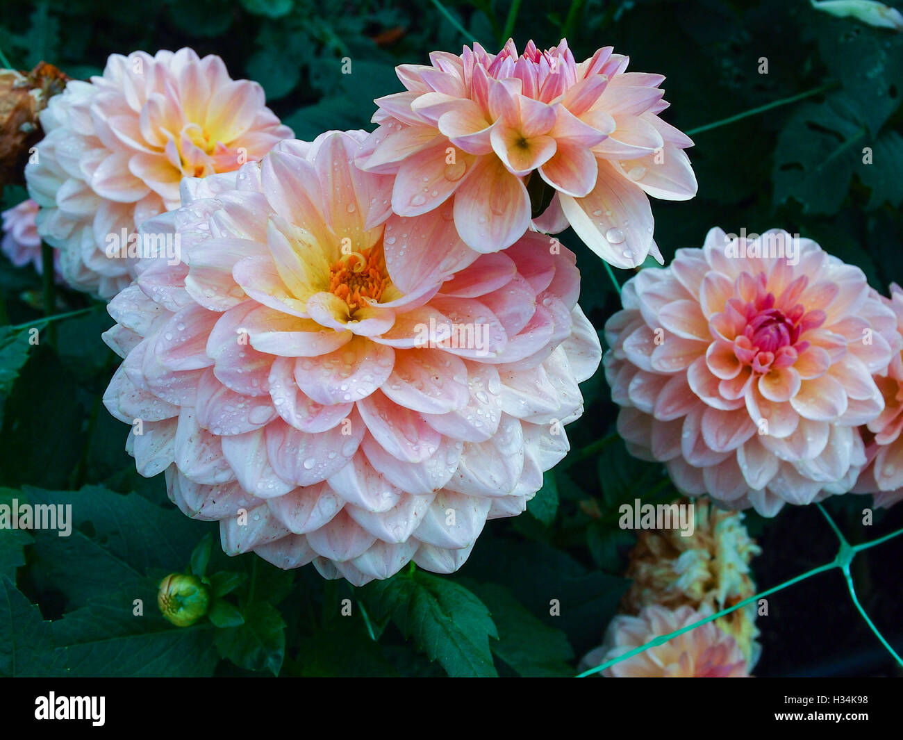 Vibrant dahlias hi-res stock photography and images - Alamy