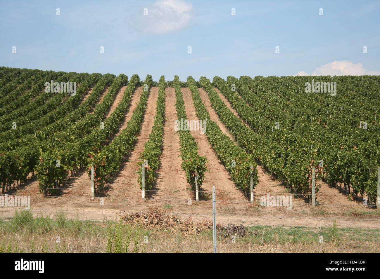 Crops grapes hi-res stock photography and images - Alamy