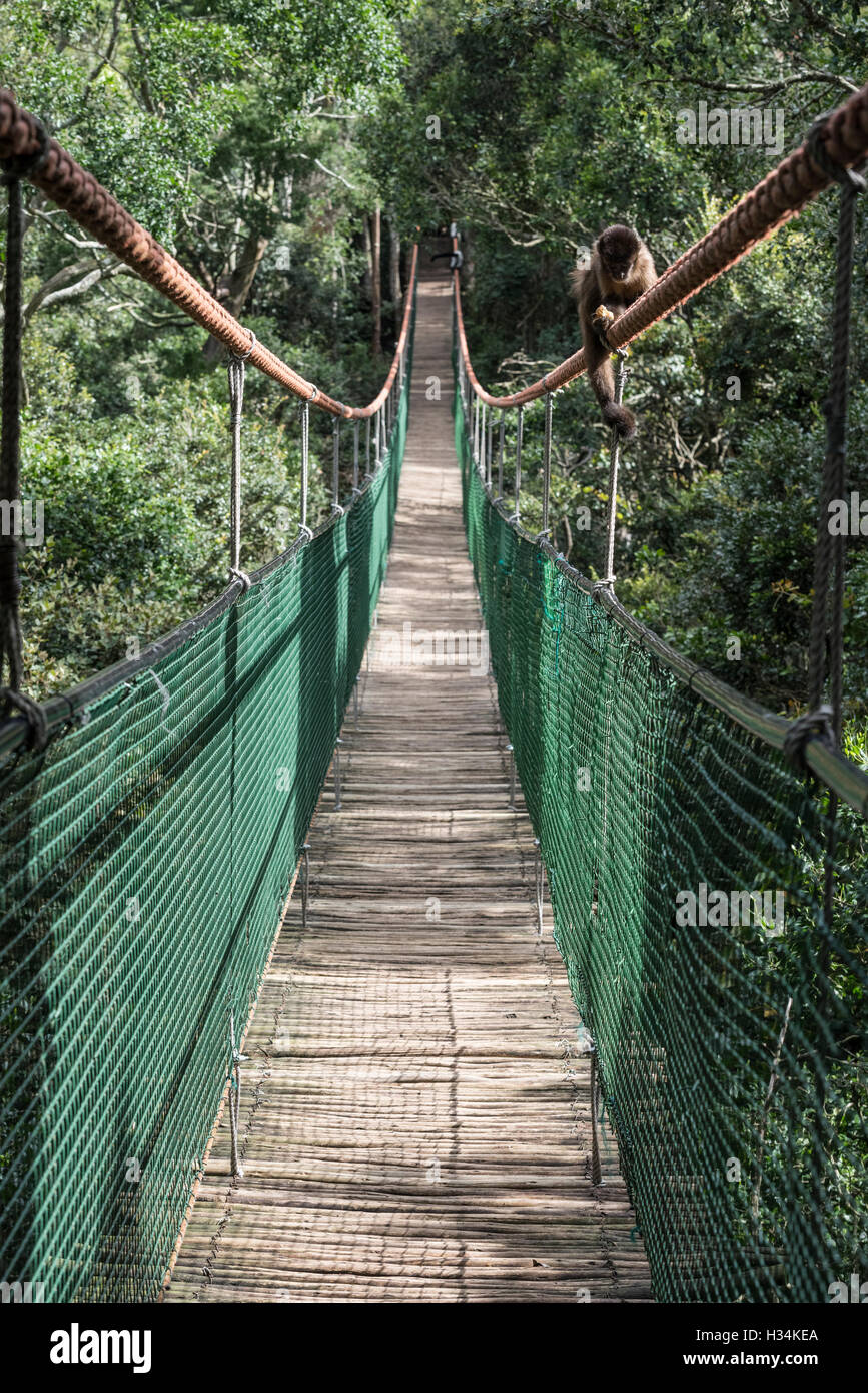 Monkey On Rope Bridge