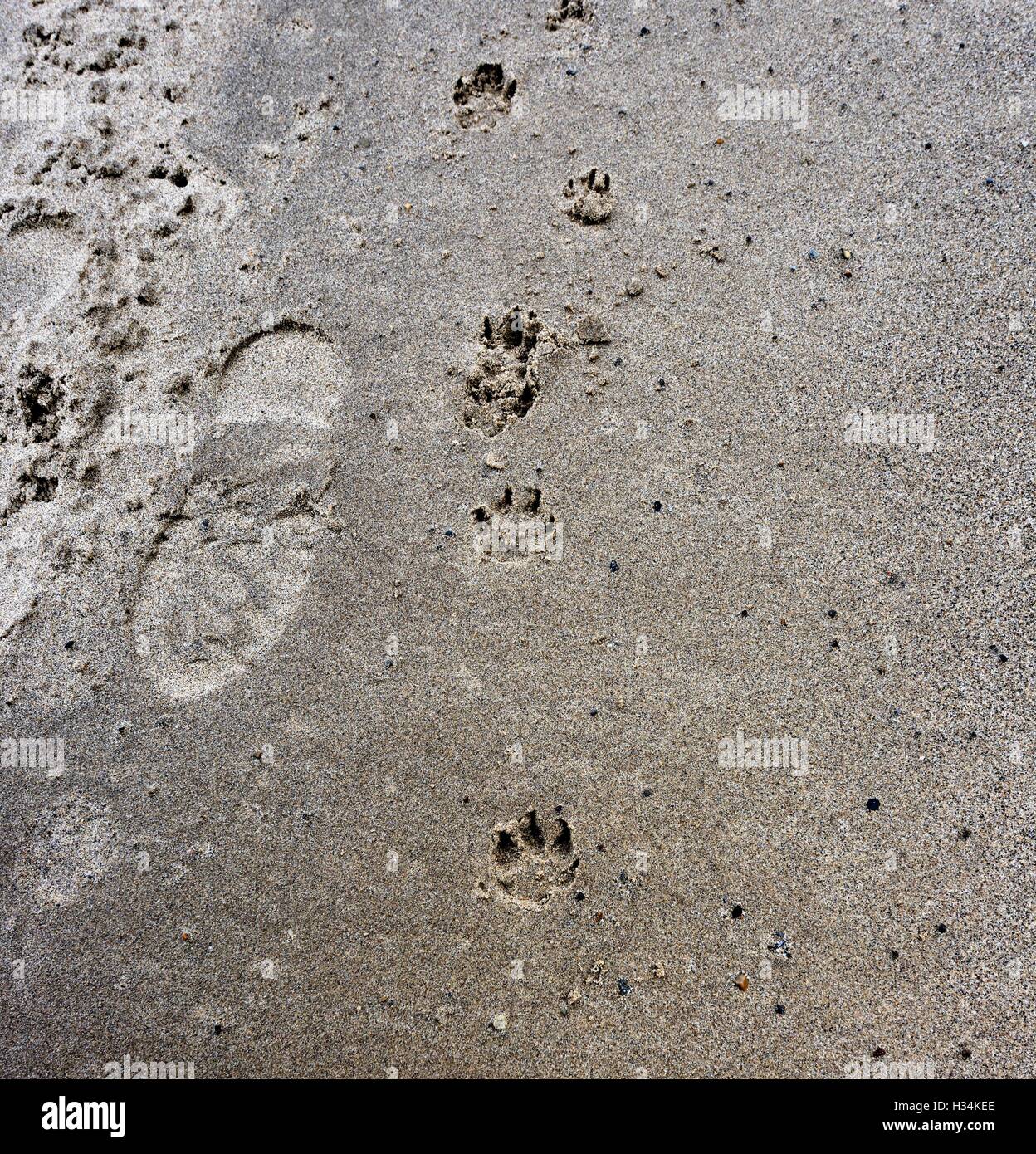 Dog paw prints hi-res stock photography and images - Alamy