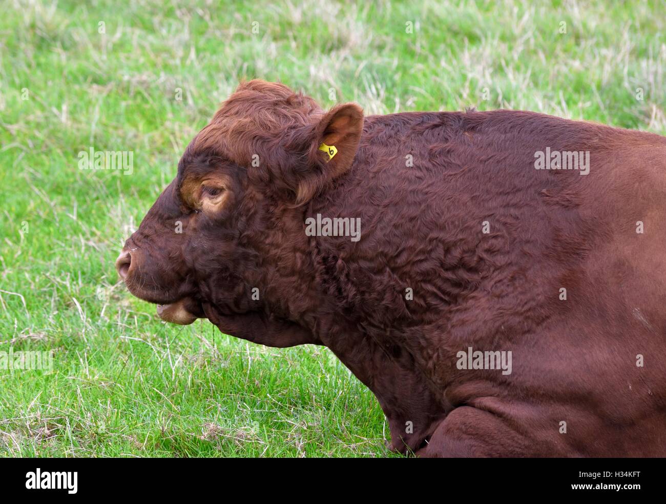 Limousin Bulls Stock Photos & Limousin Bulls Stock Images - Alamy