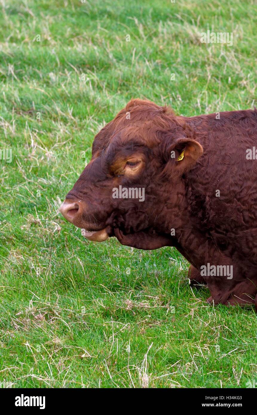 Bull laying down hi-res stock photography and images - Alamy
