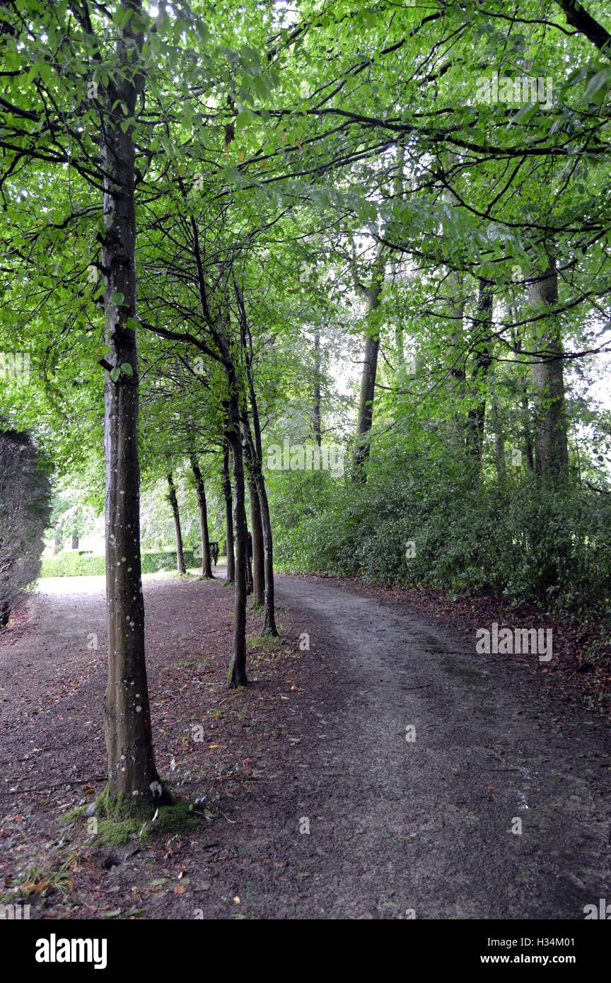 Stony path in the forest a summer day Stock Photo - Alamy