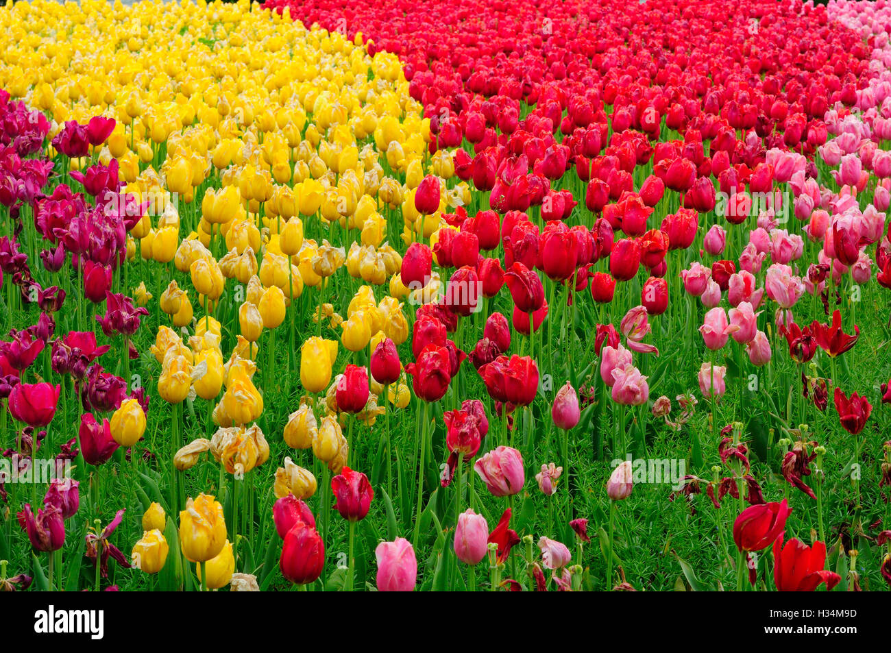 A field of multi colored fading tulips dying in early spring in the ...