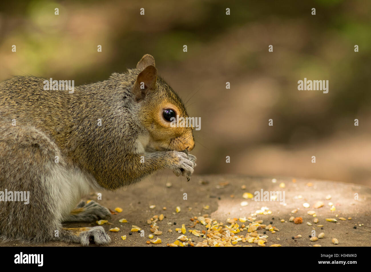 Squirrel eating seeds Stock Photo - Alamy