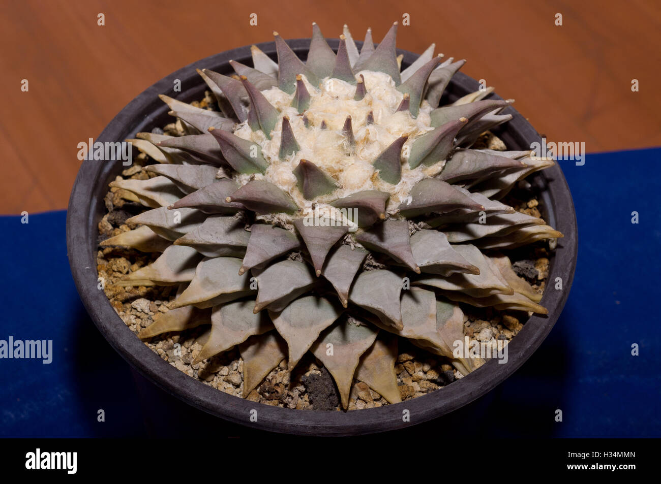 Ariocarpus (living rock) cactus Stock Photo - Alamy