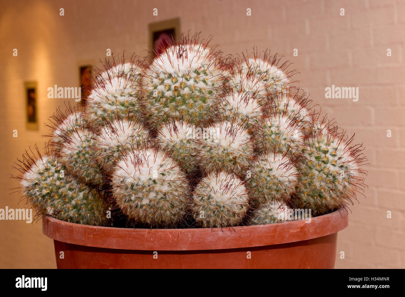 Biznaga cactus hi-res stock photography and images - Alamy