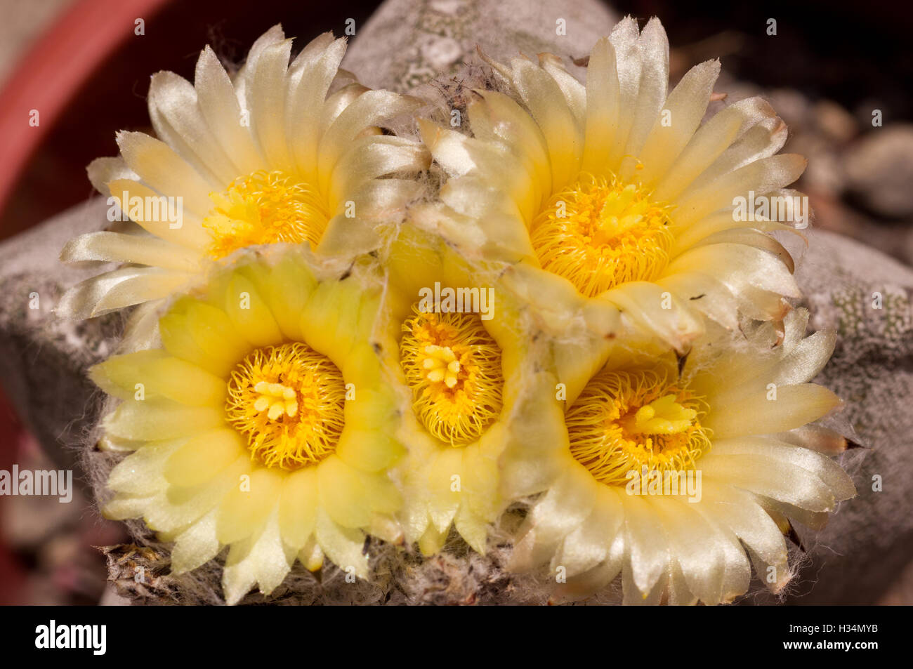 Astrophytum myriostigma (Bishop's Cap Cactus) flower Stock Photo - Alamy