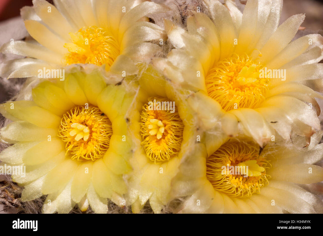 Astrophytum myriostigma (Bishop's Cap Cactus) flower Stock Photo - Alamy