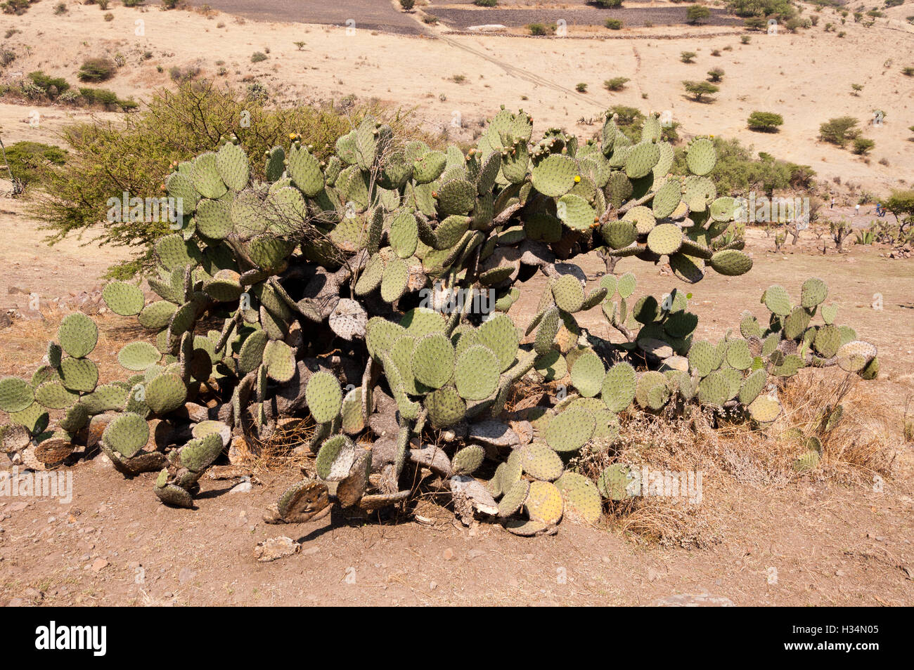 Wild prickly pear cactus Stock Photo - Alamy