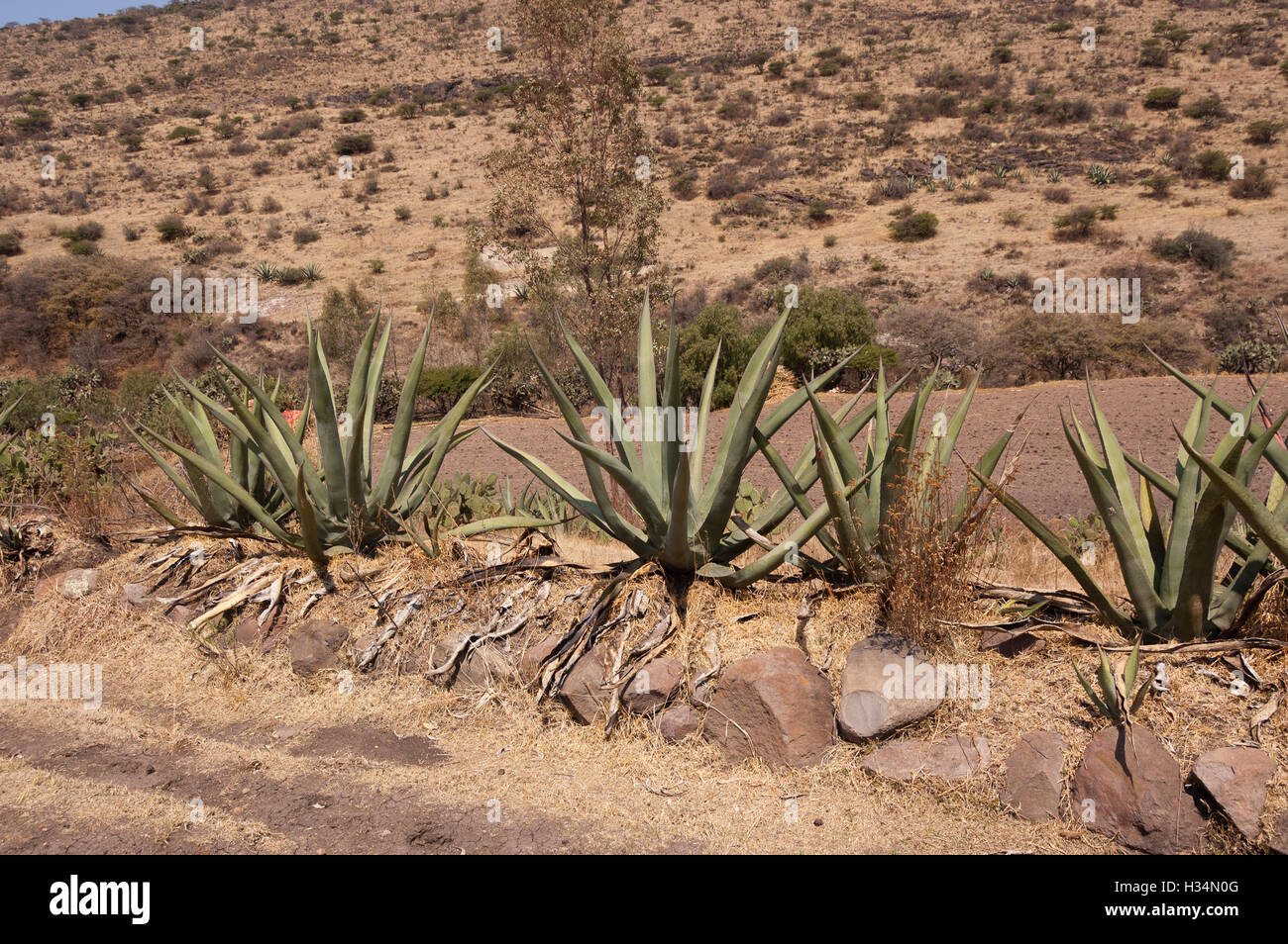 Agave pulquero (Agave salmiana Stock Photo - Alamy