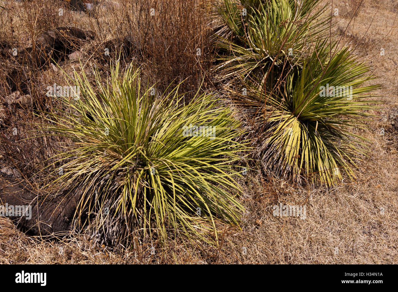 Sotol plants hi-res stock photography and images - Alamy