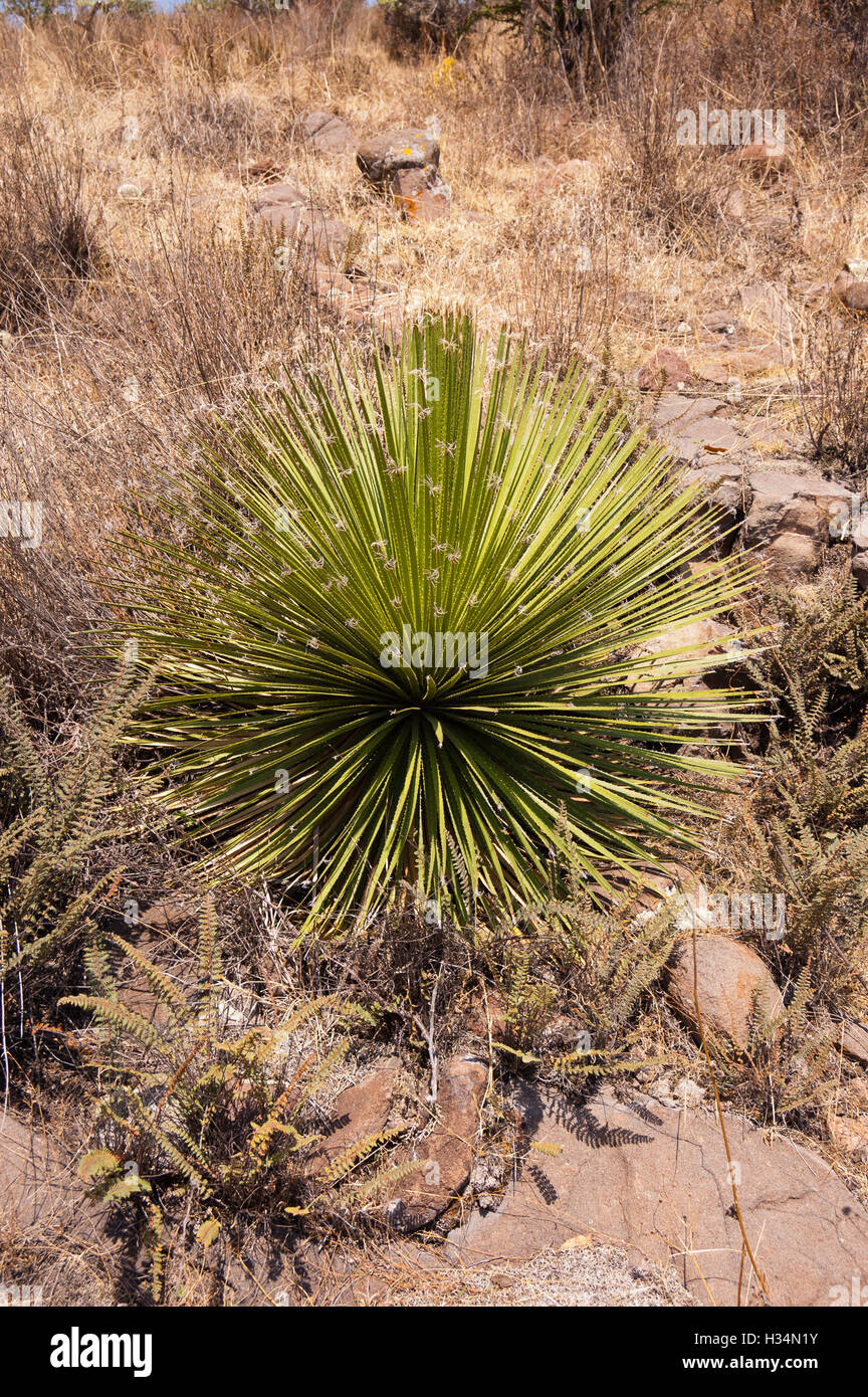 Sotol plant hi-res stock photography and images - Alamy