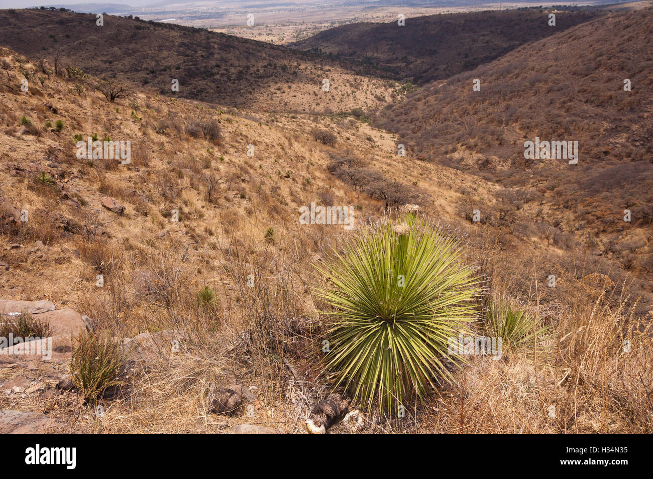 Sotol plant hi-res stock photography and images - Alamy