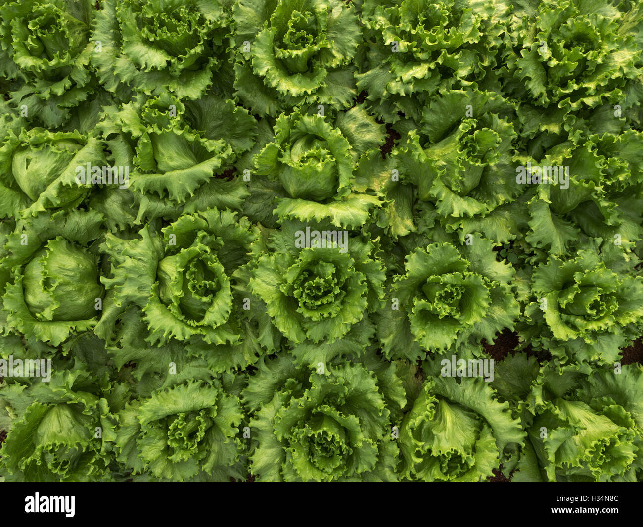 Lettuce farm hi-res stock photography and images - Alamy