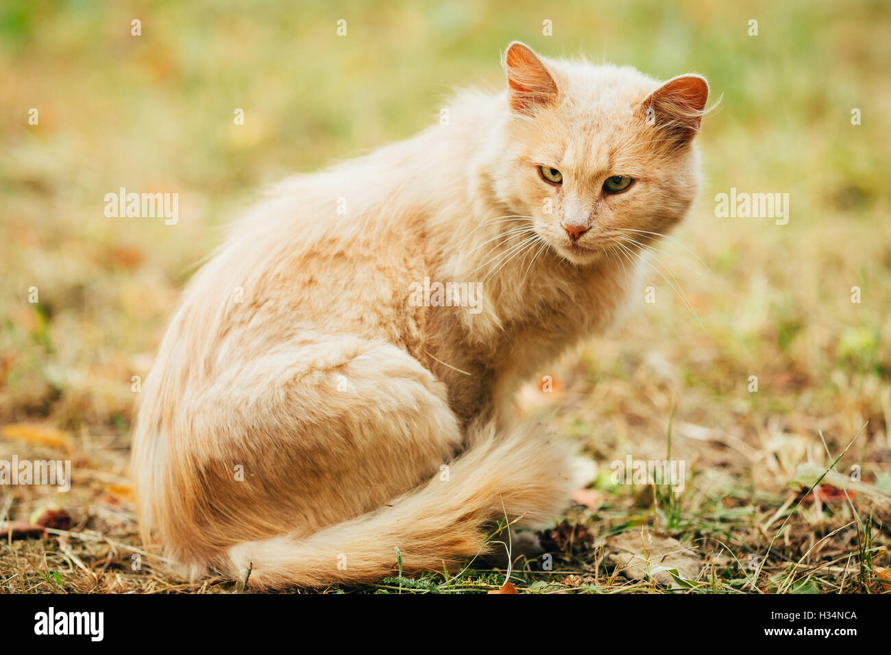 Peachy beige hi-res stock photography and images - Alamy