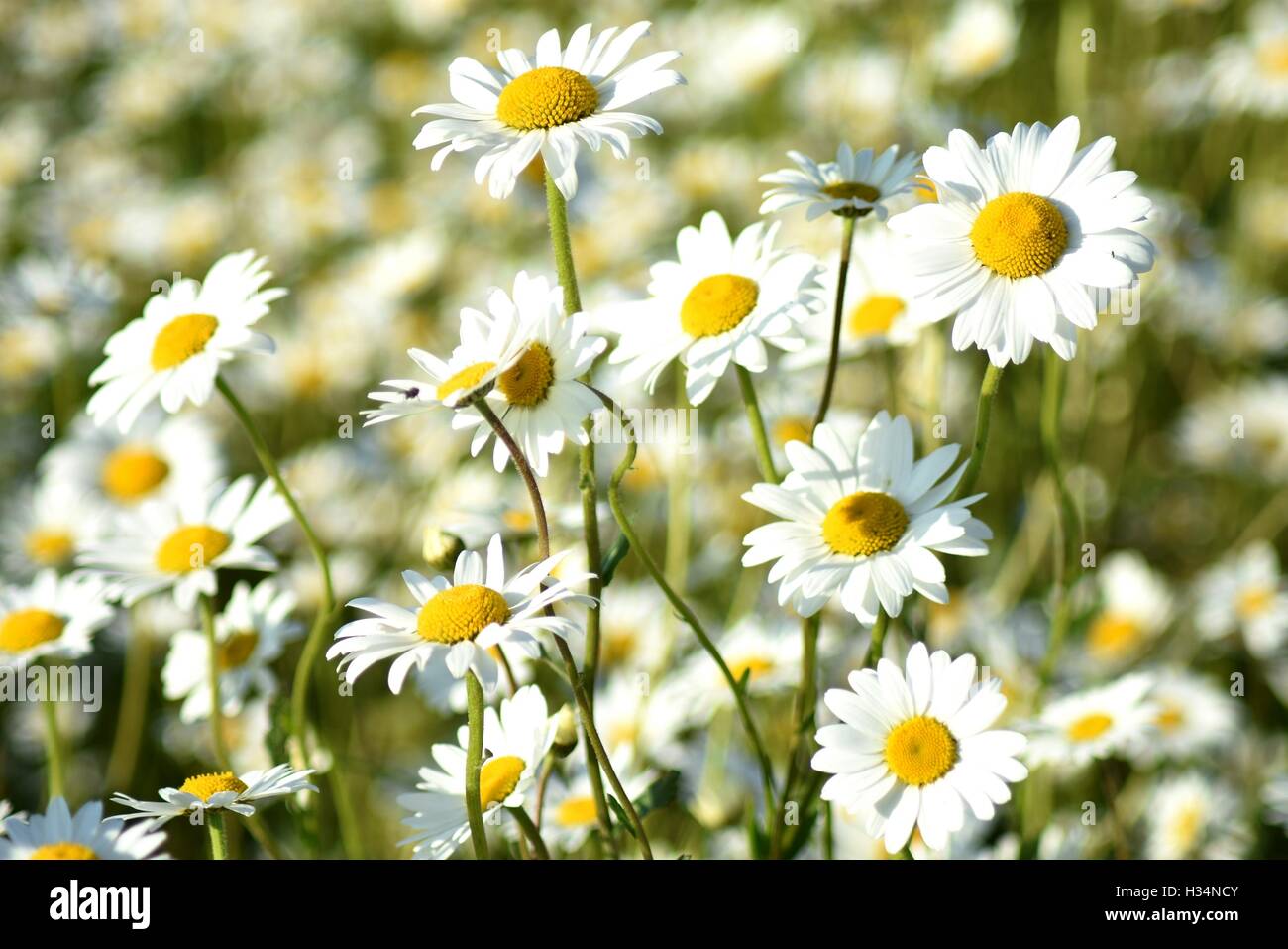 Daisy light painting hi-res stock photography and images - Alamy