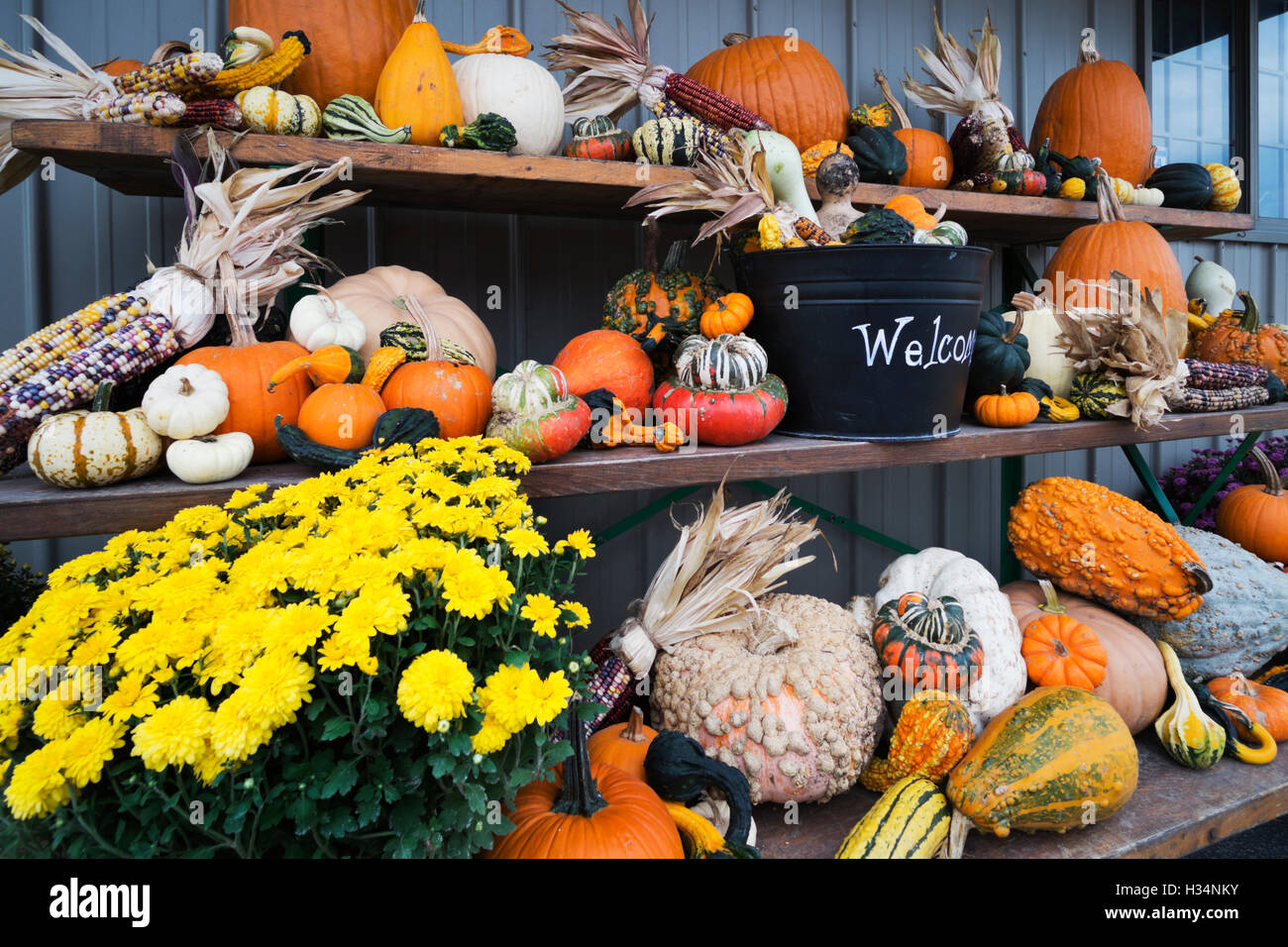 Pumpkins on display at a farm market in northern Illinois Stock Photo ...