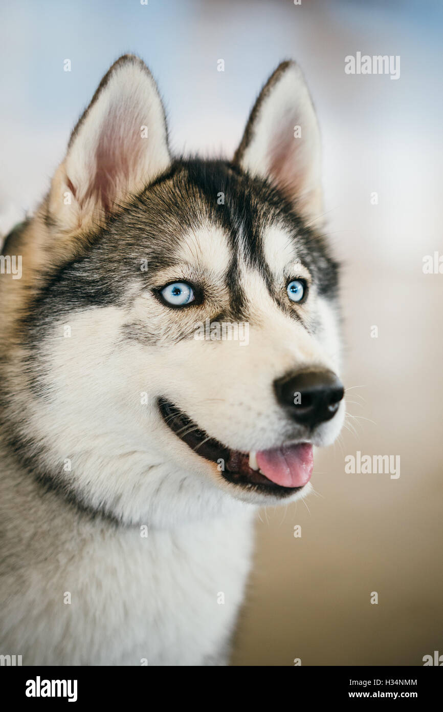 Gray Adult Siberian Husky Dog Or Sibirsky Husky Close Up Portrait Stock ...