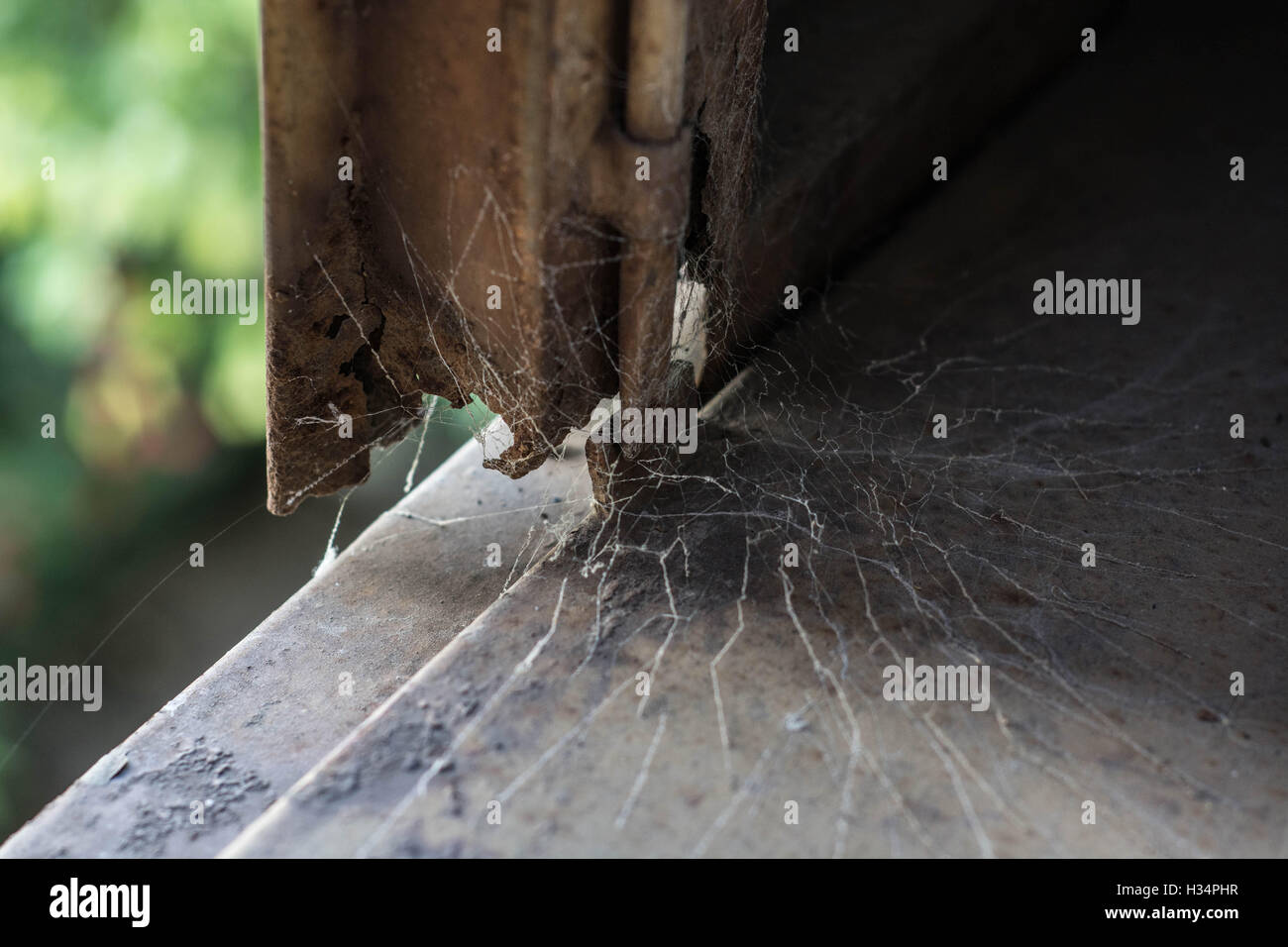 Spiderwebs in the window Stock Photo - Alamy