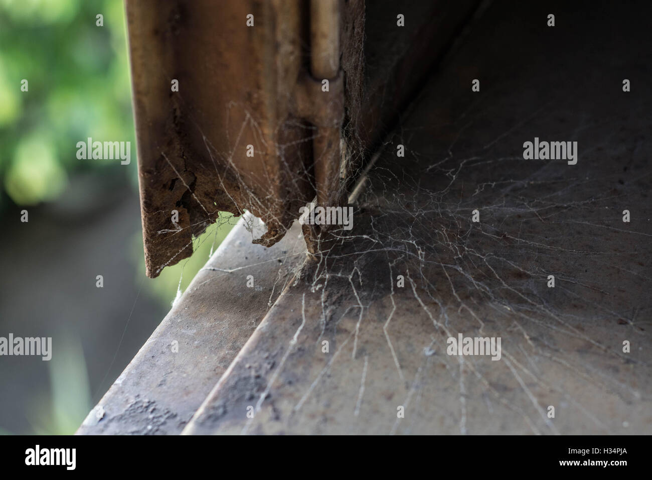 Spiderwebs in the window Stock Photo - Alamy