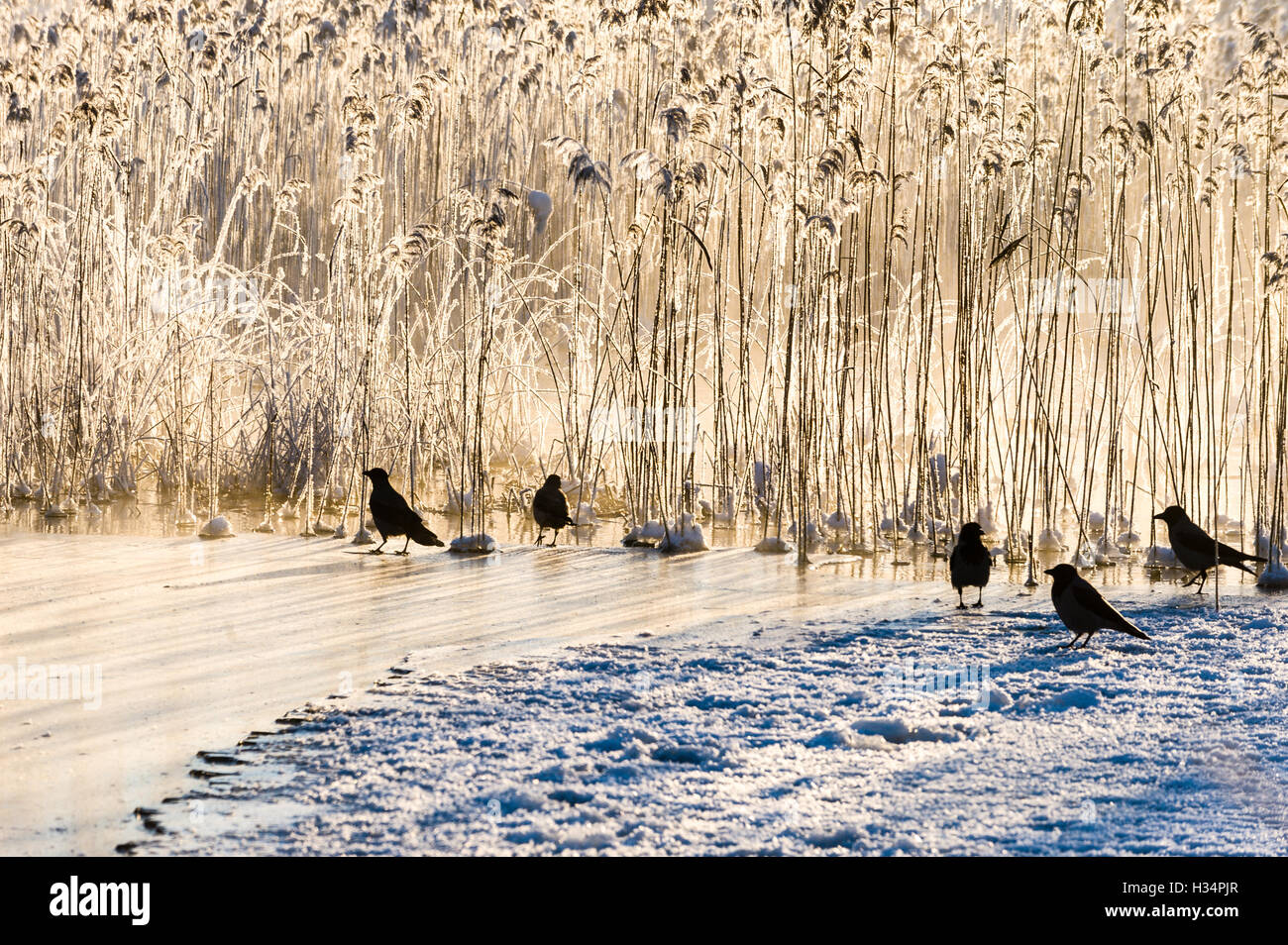 Norway, Stavanger. Crows on Store Stokkavann lake Stock Photo - Alamy