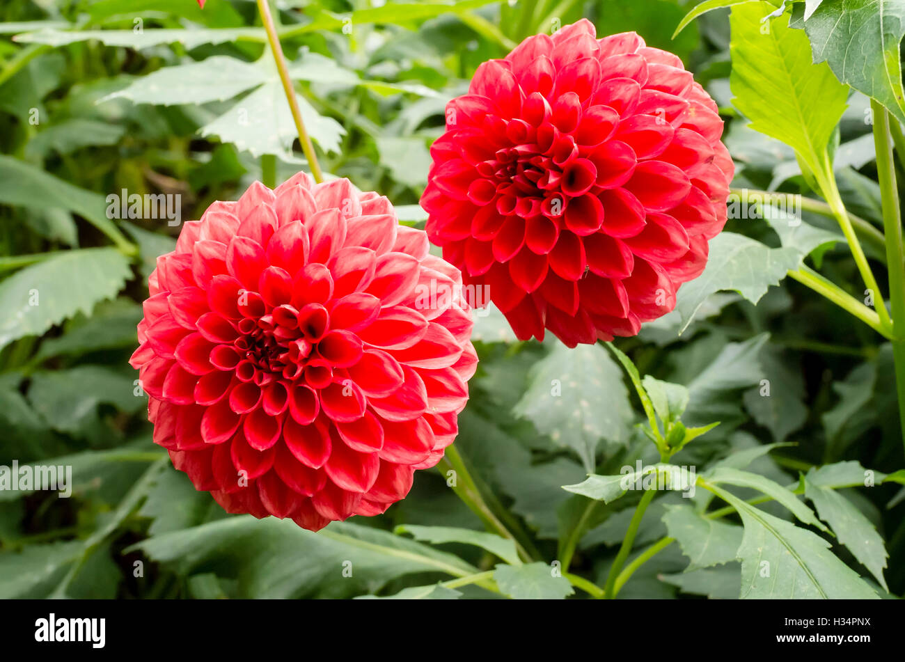 Neddy hi-res stock photography and images - Alamy
