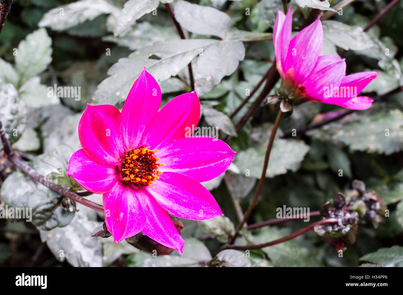 Dahlia Magenta Star Stock Photo - Alamy
