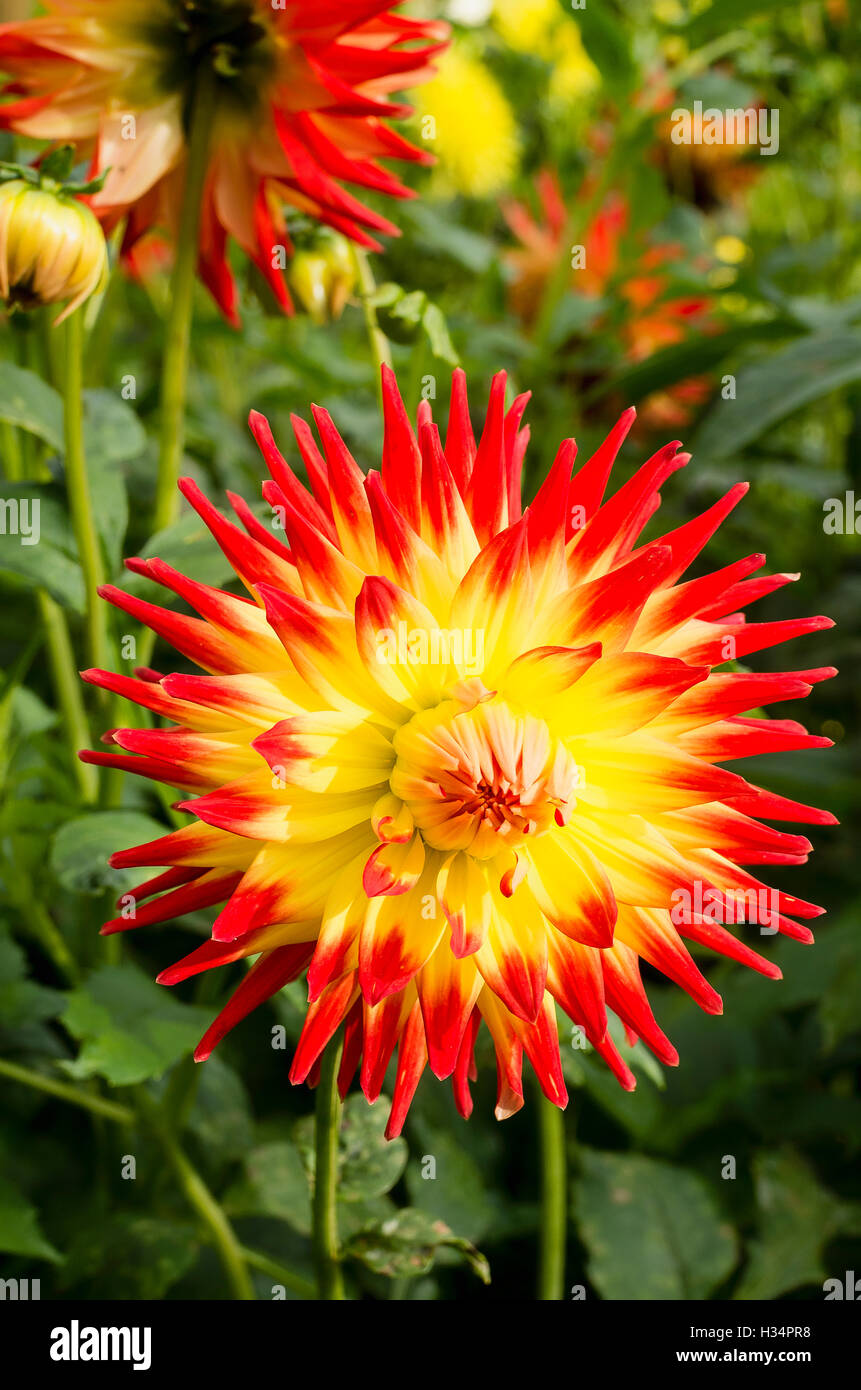 Dahlia kenora sunset hi-res stock photography and images - Alamy
