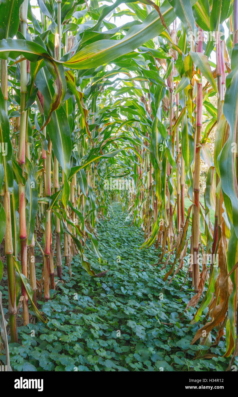 Maize field hi-res stock photography and images - Alamy
