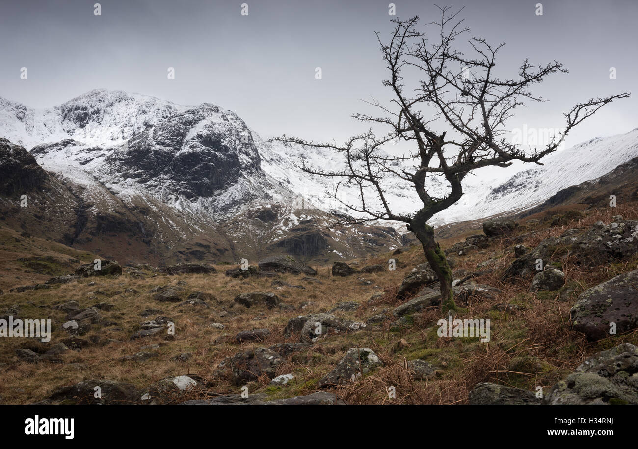 Lone hawthorn tree hi-res stock photography and images - Alamy