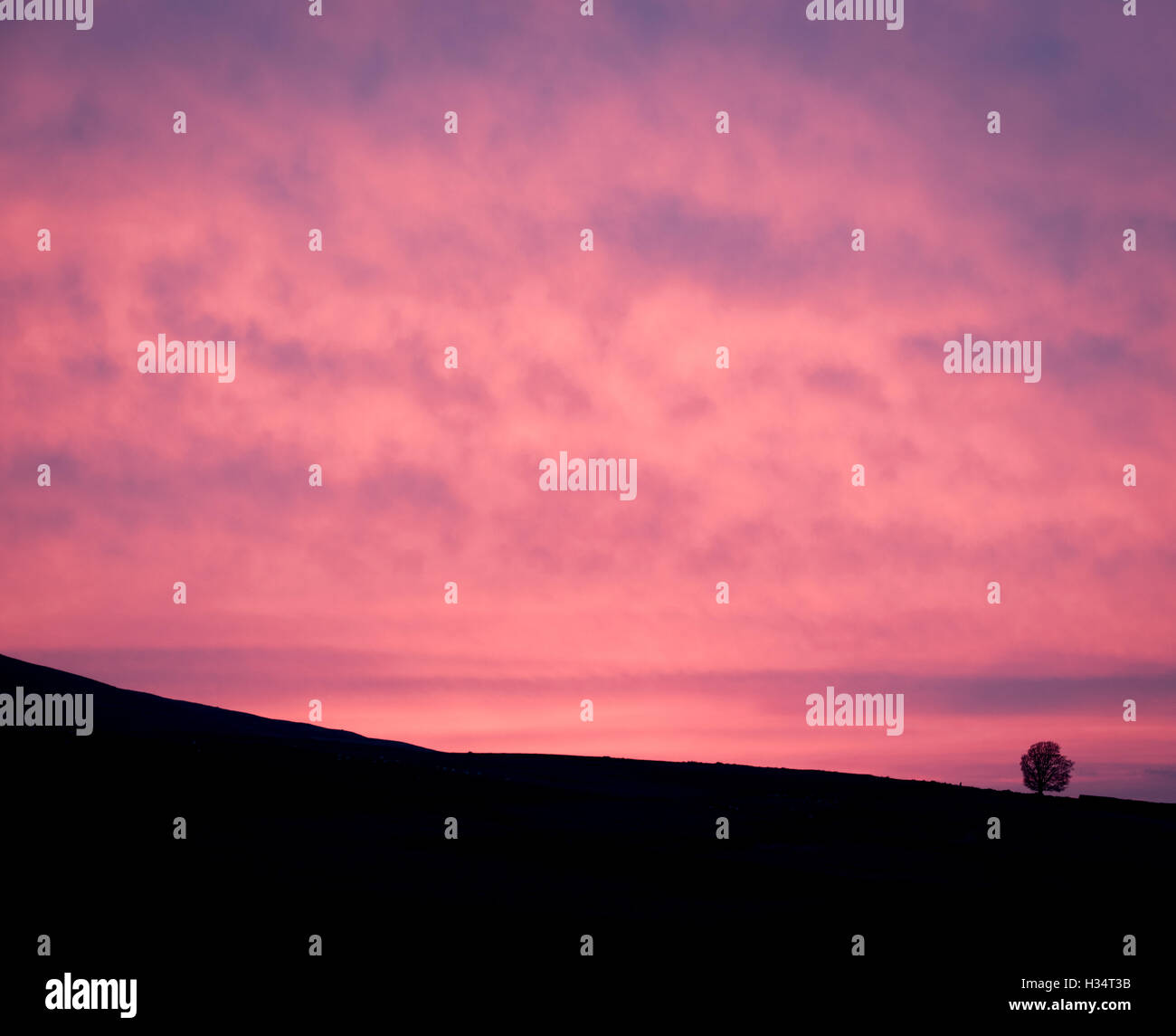 Pink sunset over lone silhouetted oak tree, Carrock common, Lake ...