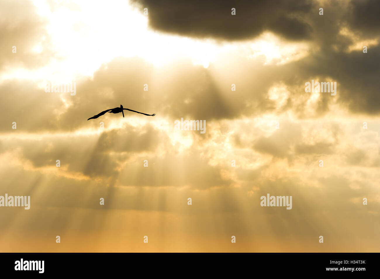 Bird silhouette flying sun rays is a single soul soaring among the ...