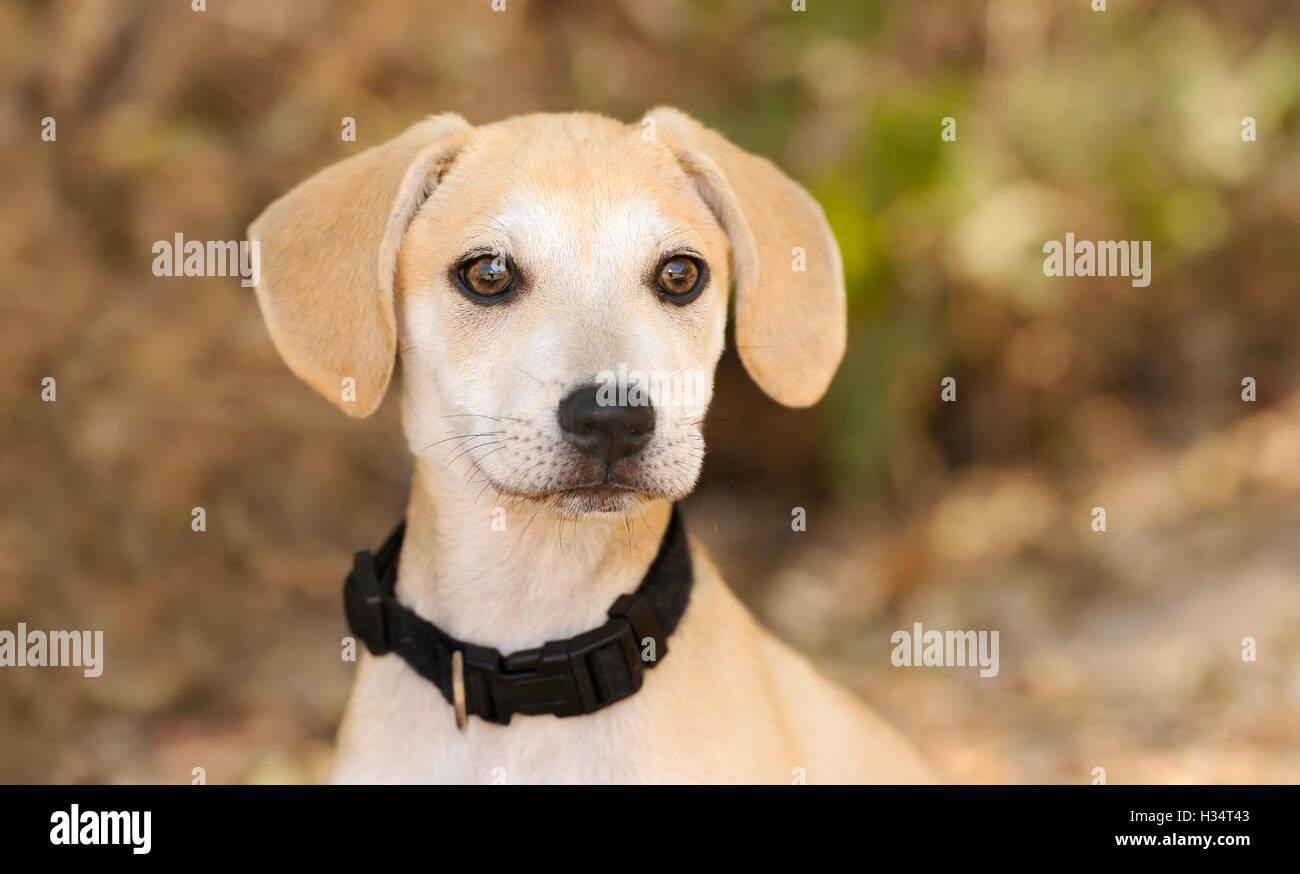 Puppy cute is an adorable little puppy dog looking at you with his big ...