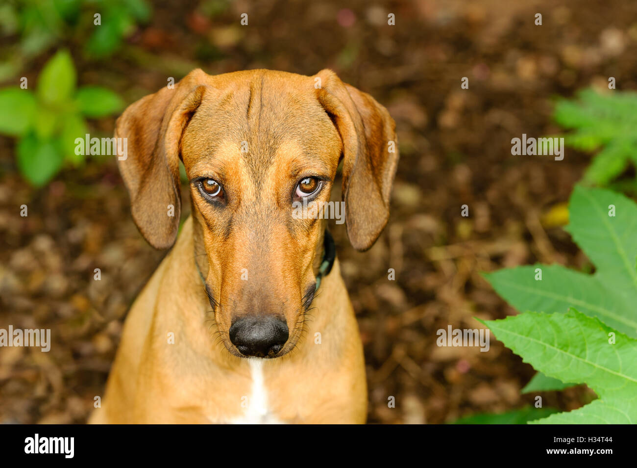 Dog curious is a beautiful hound dog looking up with an intense stare ...