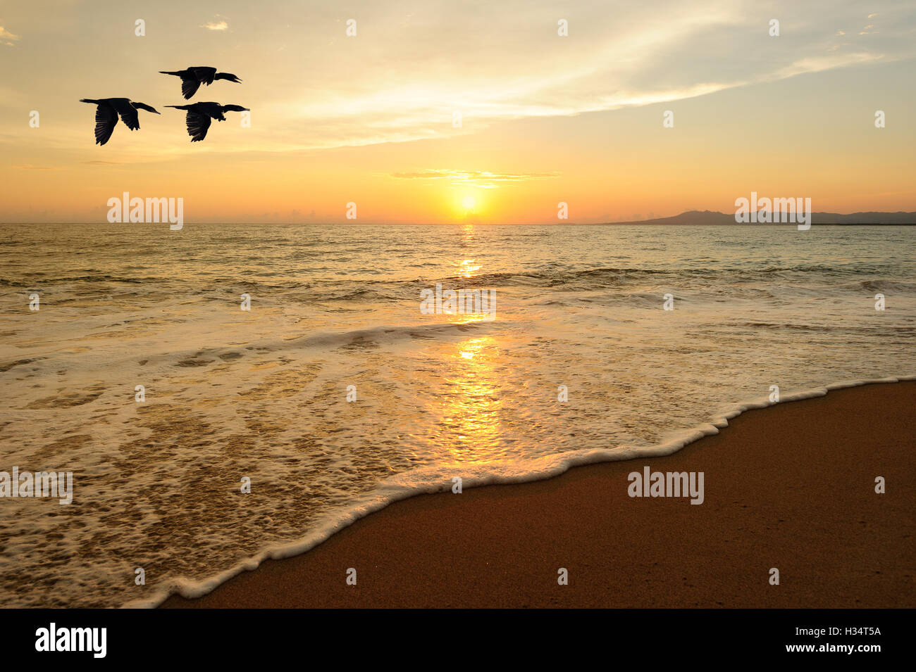 Birds flying is three seabirds flying over the water as the sun sets on ...