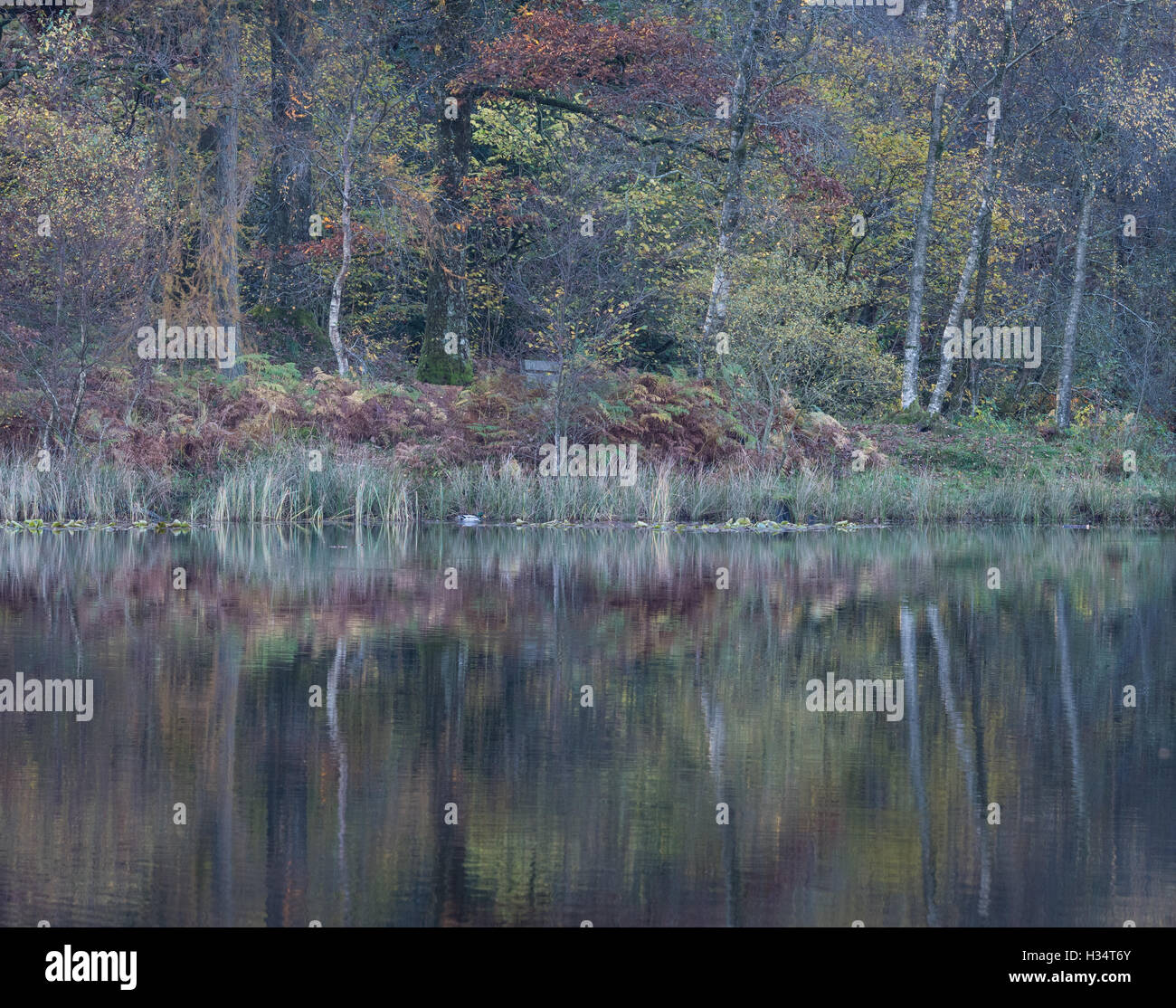 Autumn colours reflected in Yew Tree Tarn in the English Lake District ...
