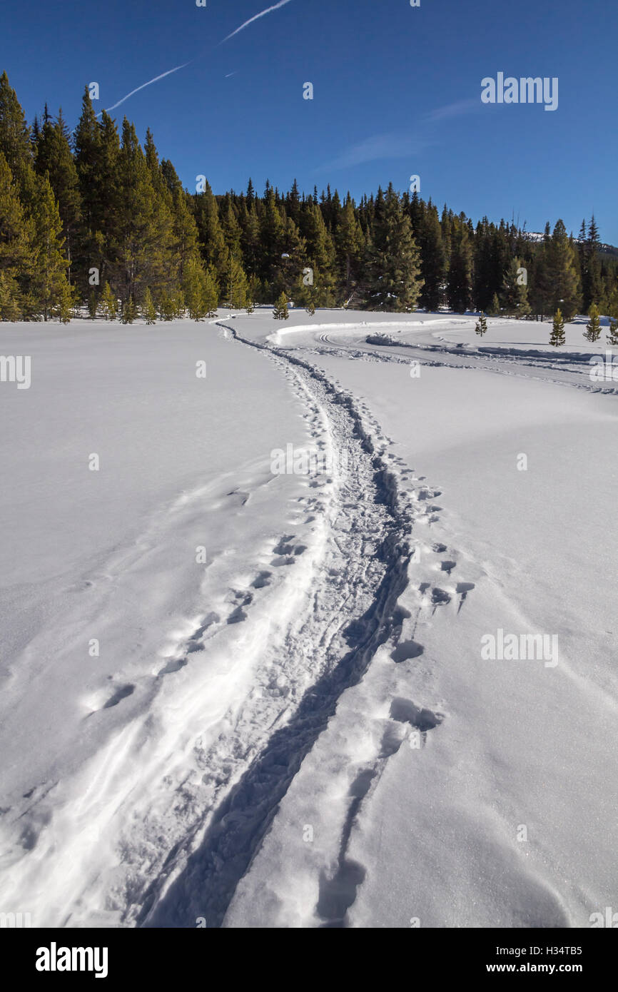 Snowshoe route curves towards trees and blue sky in vertical image with ...