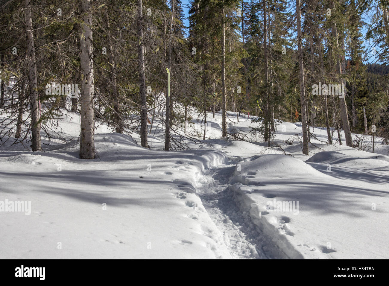 Snowshoe tracks leading into coniferous forest on sunny day with blue ...