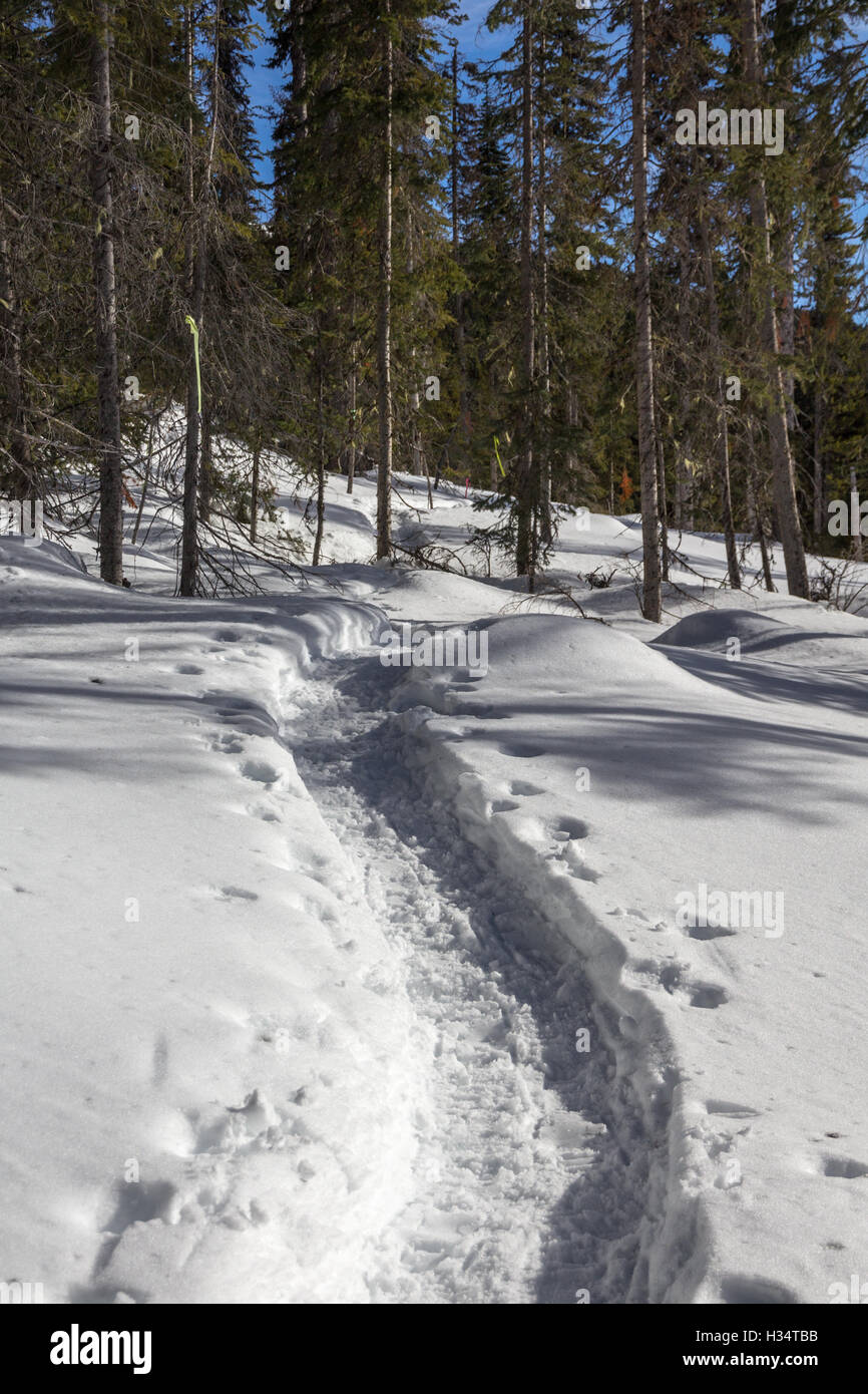 Trench of snowshoe tracks leads into coniferous forest, BC, Canada ...