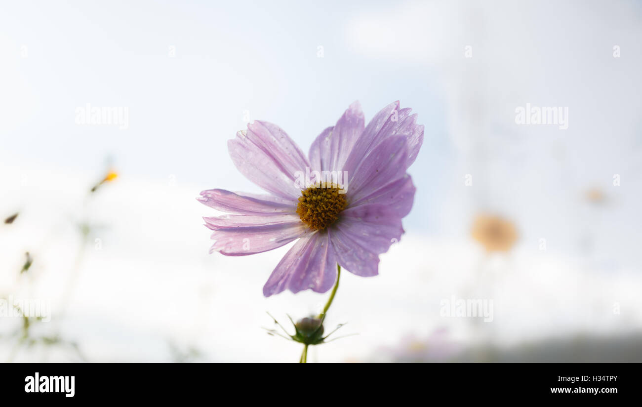 Calliopsis blooming in the sunshine Stock Photo - Alamy