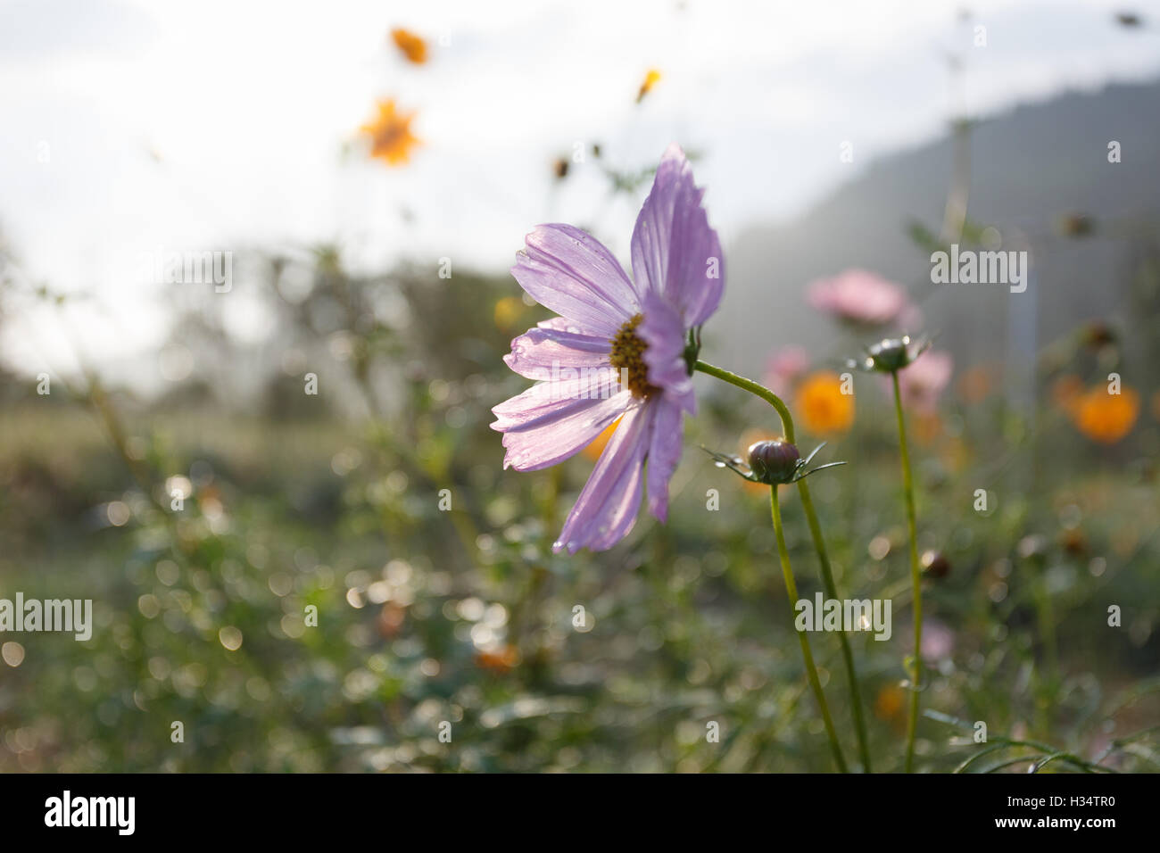 Calliopsis blooming in the sunshine Stock Photo - Alamy