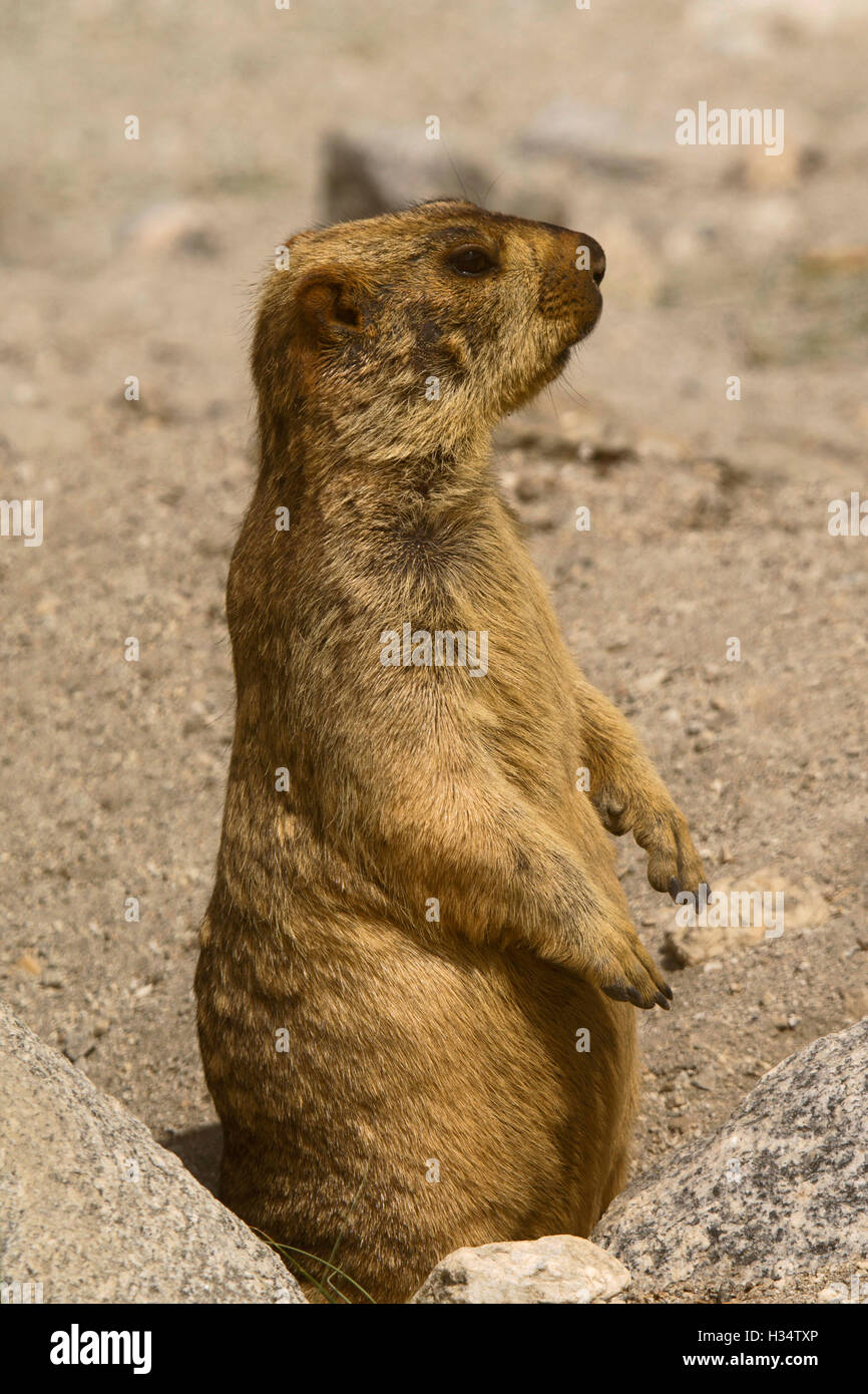 Himalayan fauna hi-res stock photography and images - Alamy