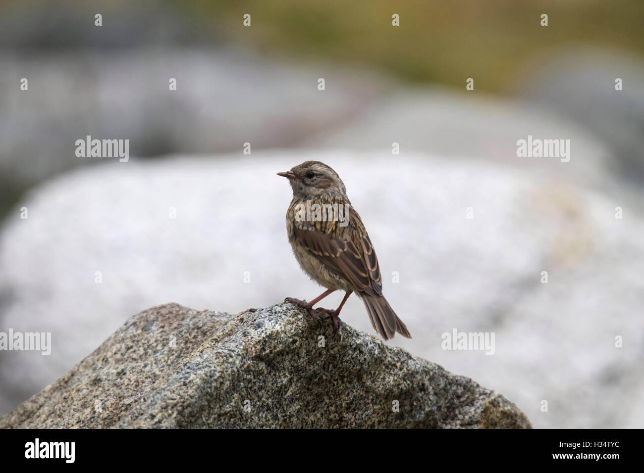 Brown accentor prunella fulvescens hi-res stock photography and images ...