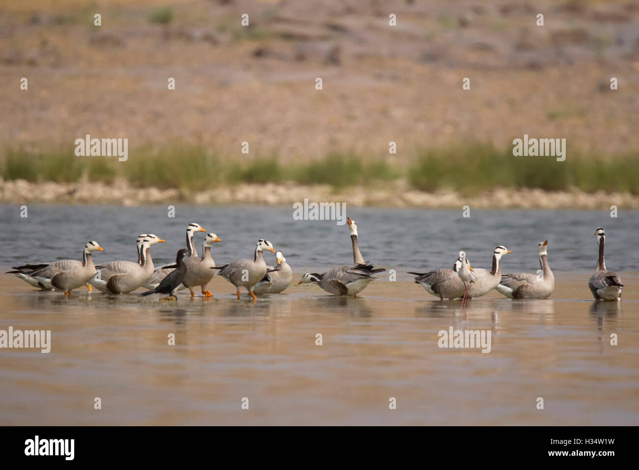 Bar headed Geese, Anser indicus, Chambal river, Rajasthan, India Stock ...