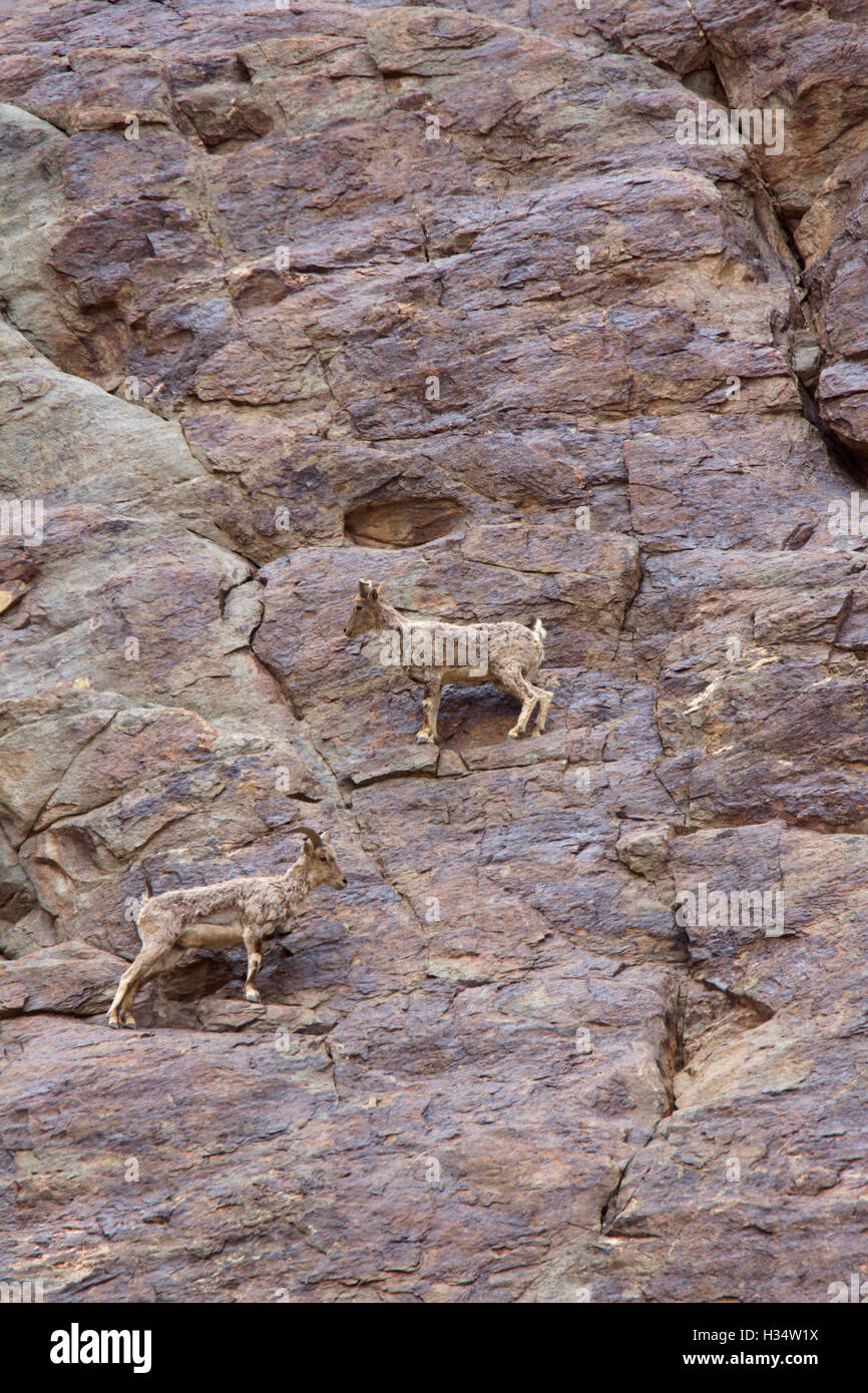 Bharal or Himalayan blue sheep or, naur (Pseudois nayaur), Khardung ...