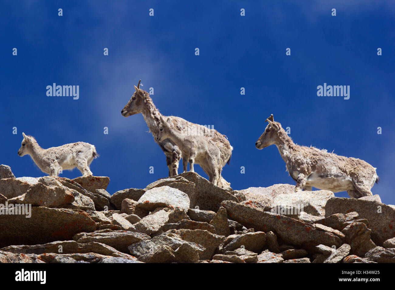 Bharal or Himalayan blue sheep or, naur (Pseudois nayaur), Khardung ...